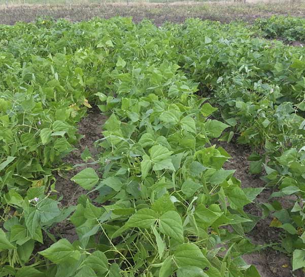 POROTO CAUPÍ - Hathor Agropecuaria